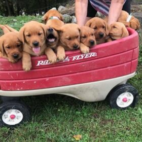 Gallery - Barnyard Petting Zoo